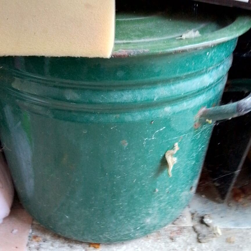 Зерно пшеница