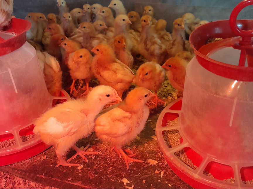 Подрощенная птица бройлеры, индюшата, курочки несу
