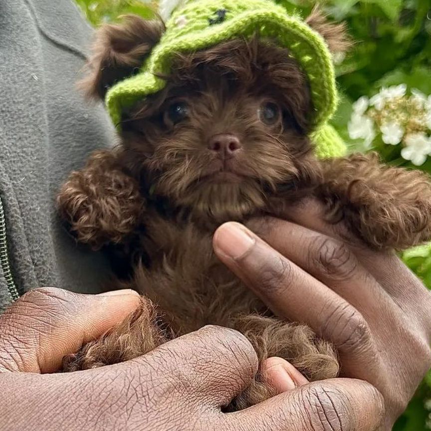 Мальтипу, щенок