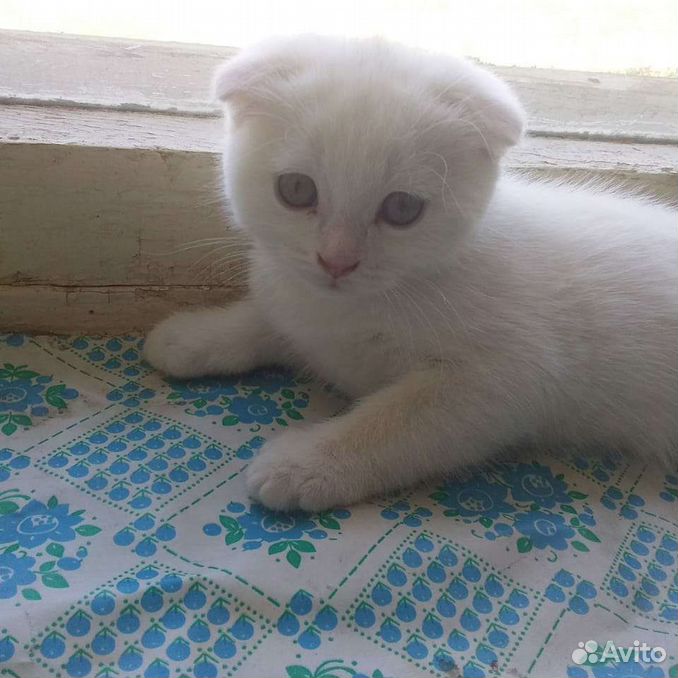 Котята снежно-белые Казань