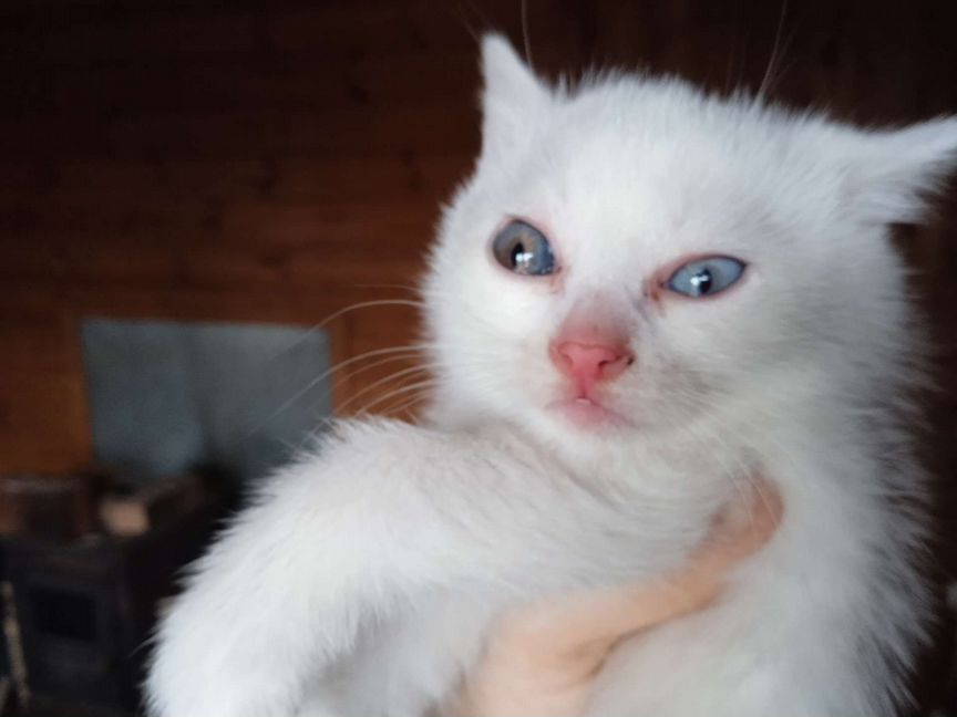 Белый котёнок и разноглазая девочка