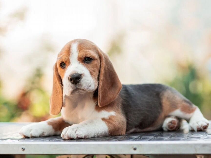 Бигли из питомника