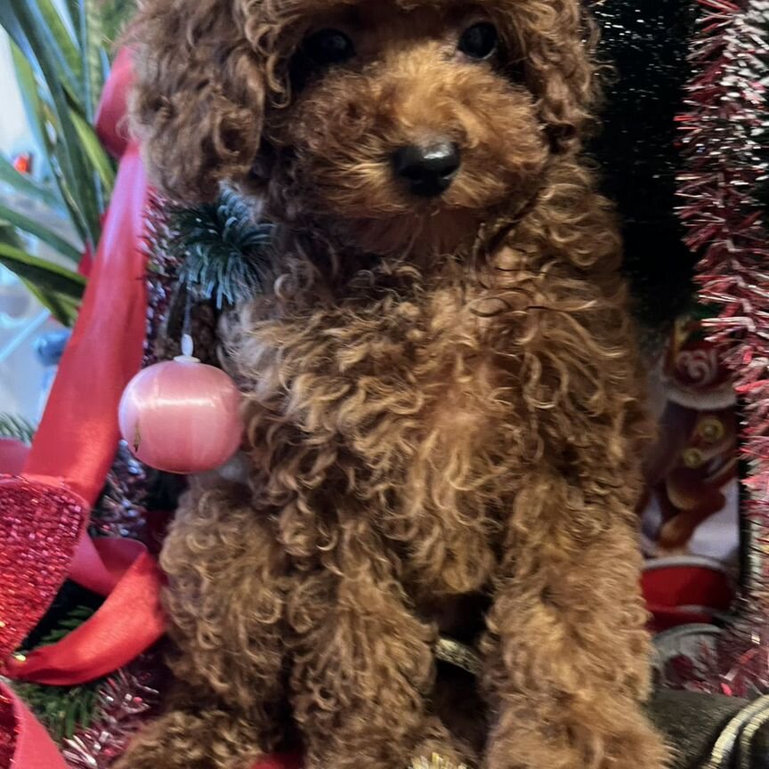 Той-пудель, щенок