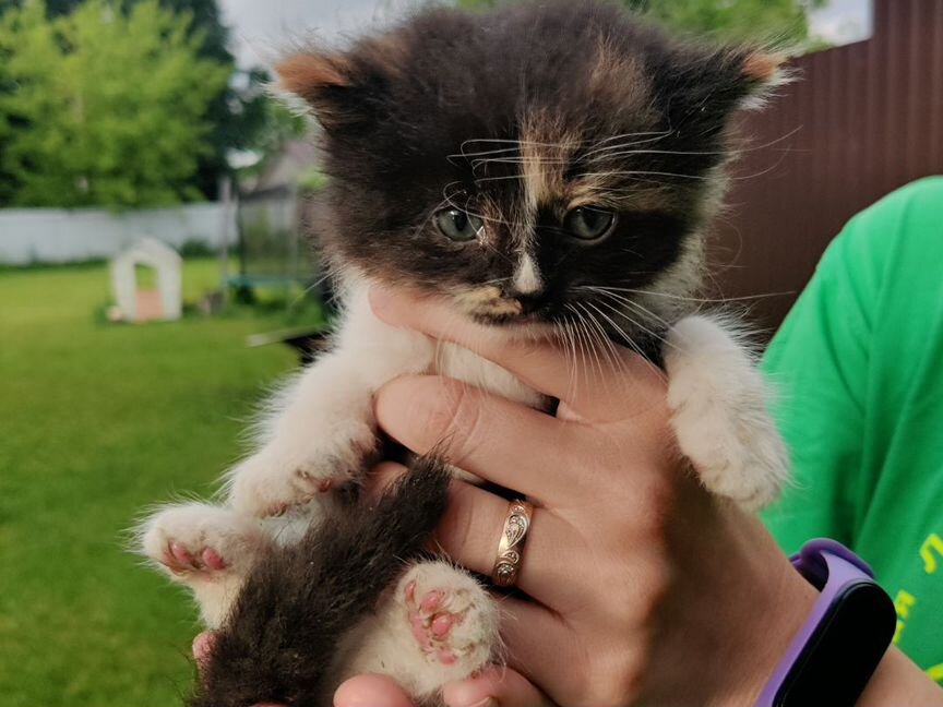 Трехцветная кошка