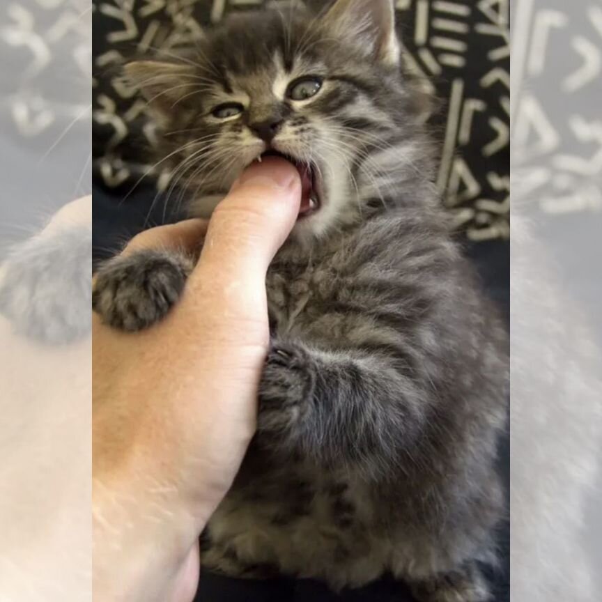 Сибирские котята