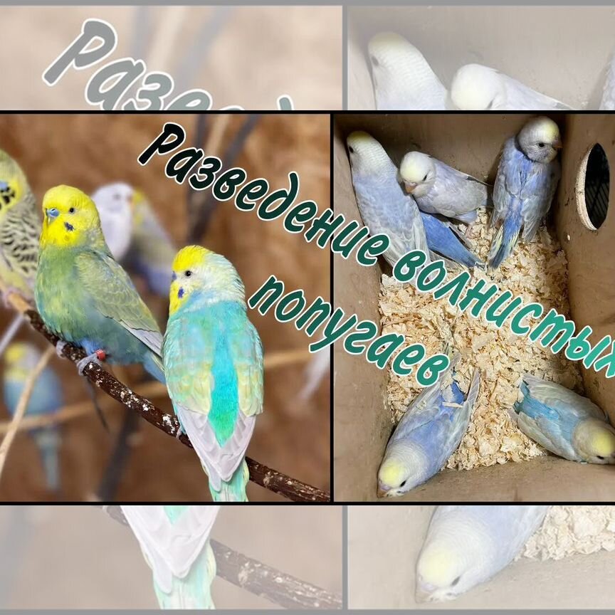 Волнистый попугай