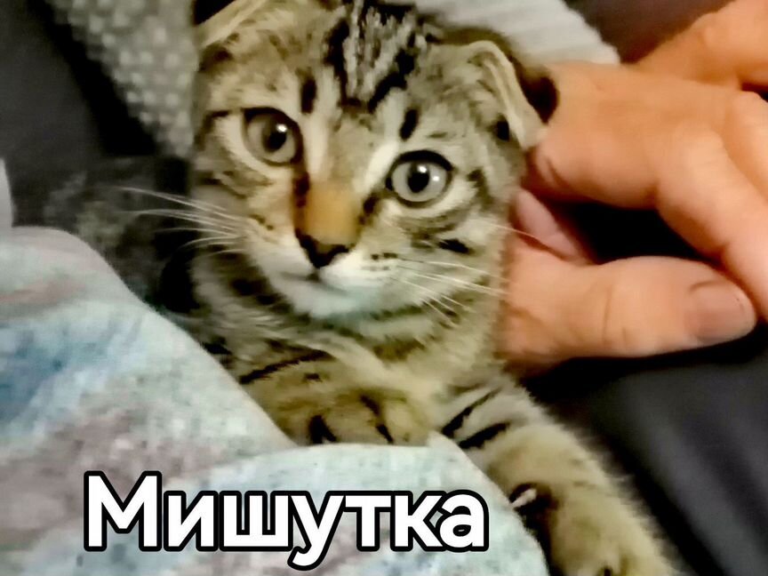 Котята в добрые ручки