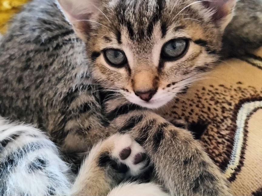 Кошка