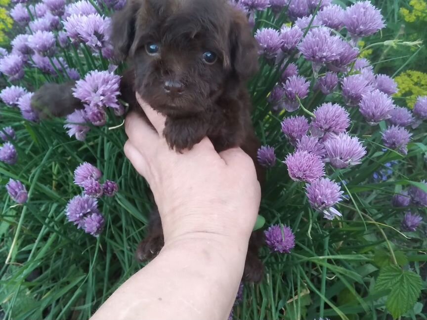 Кукольная мальтипу