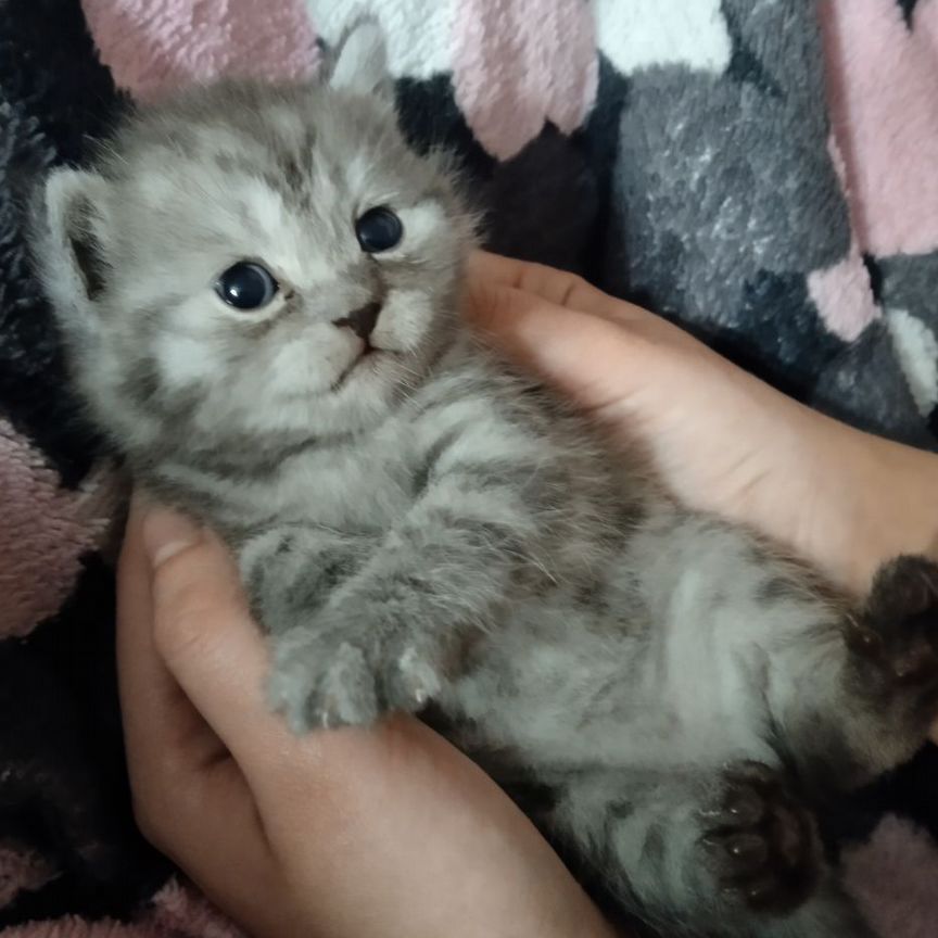 Шотландский вислоухий короткошёрстный котёнок