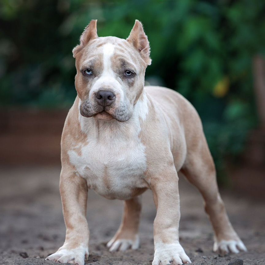 Американский булли покет