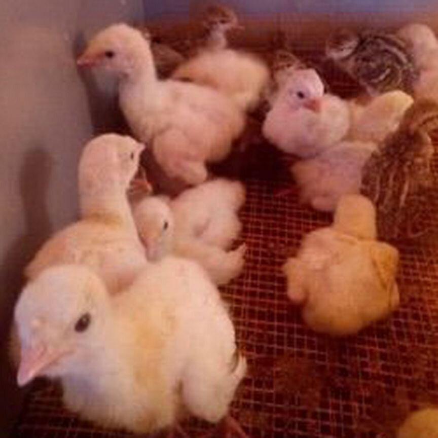 Индюшата белые широкогрудые и северокавказские