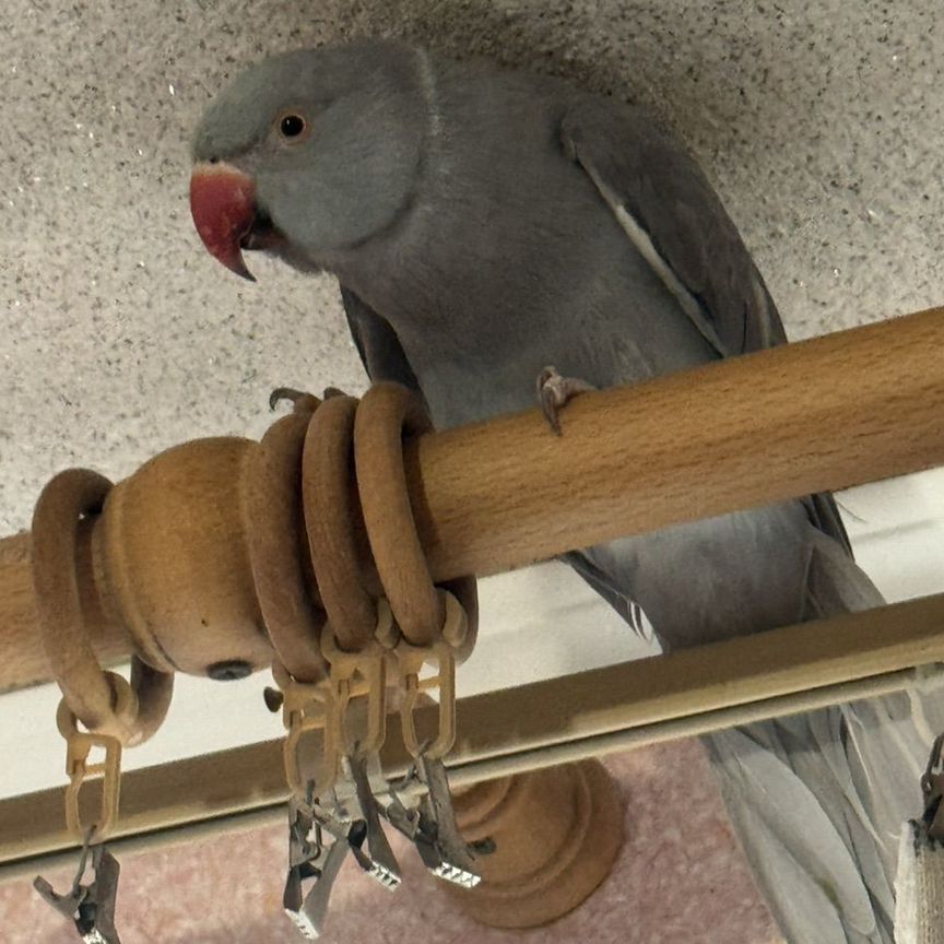 Ожереловый попугай