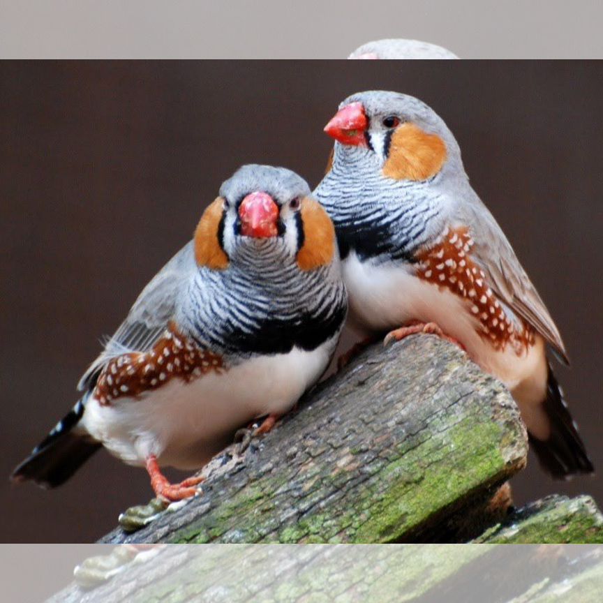 Клетка для птиц. С амадинами.полный комплект