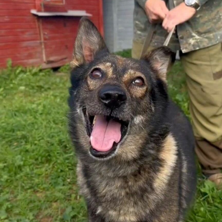 Хороший охранник в добрый дом