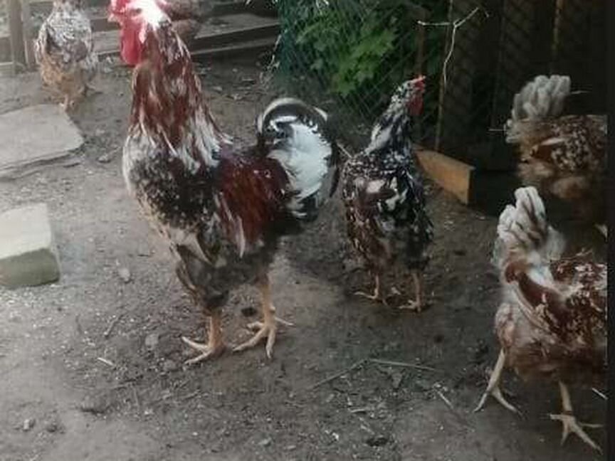 Птица разная