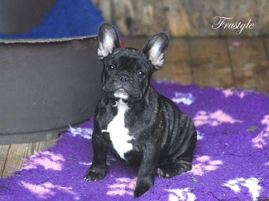 Щенок французского бульдога девочка, Клуб