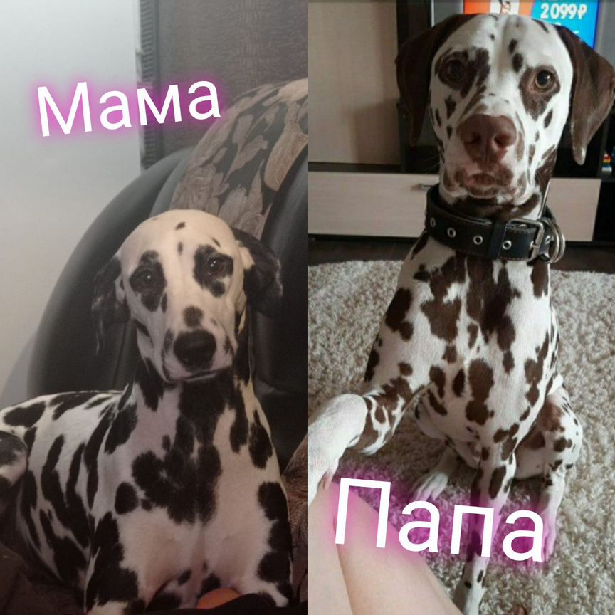 Щенки далматина