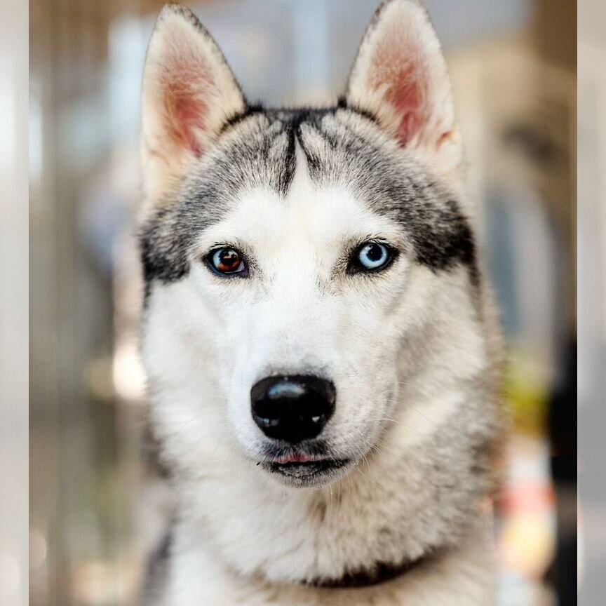 Неземной хаски Юджин собака в добрые руки