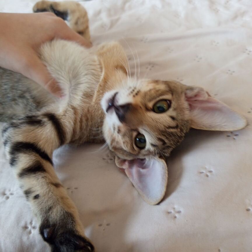 Орриентальный котик