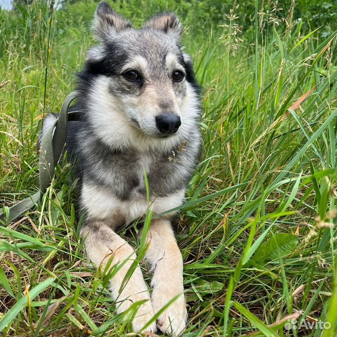 6 лет в приюте, сколько еще В добрые руки