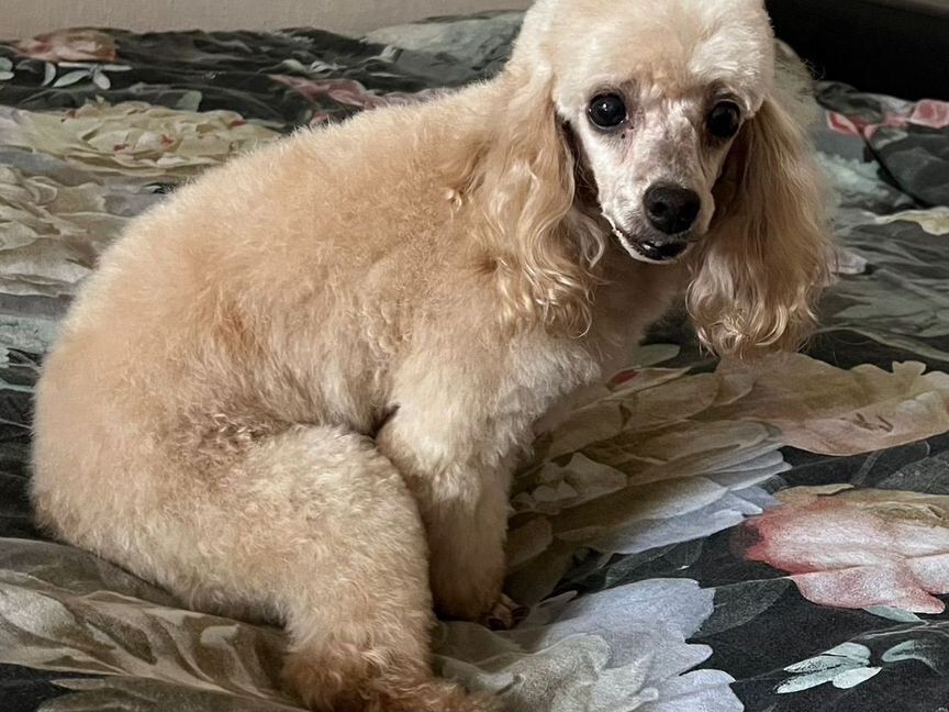 Пудель потерялся