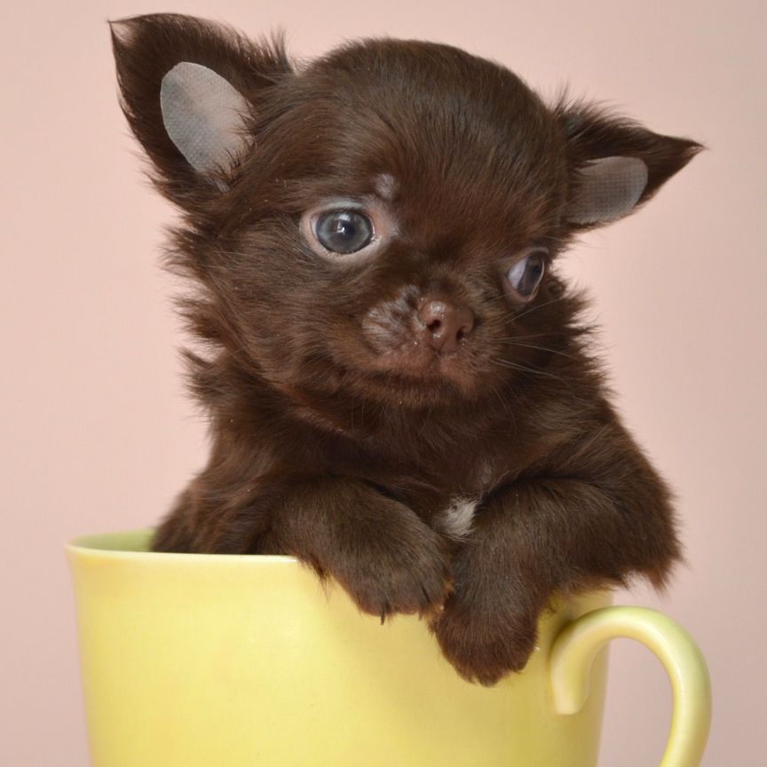 Чихуахуа, щенок