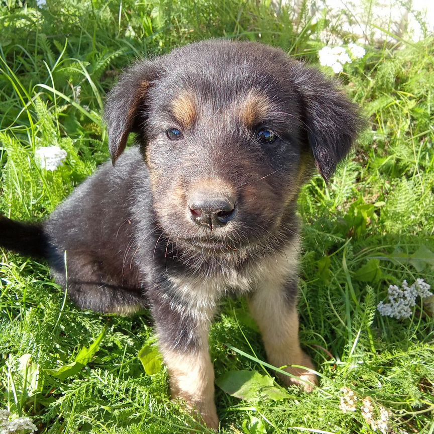 Отдам щенков в добрые руки