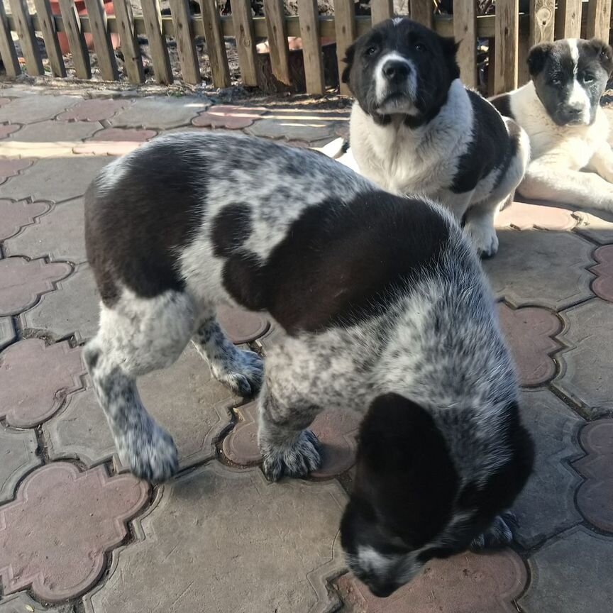 Среднеазиатская овчарка, щенок