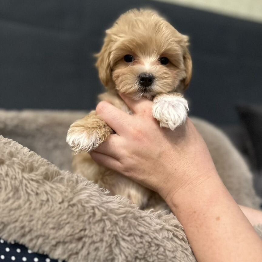 Мальтипу f1 С документами