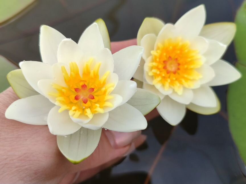 Нимфея Кандида