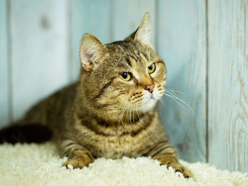 Котик очень хороший ищет семью