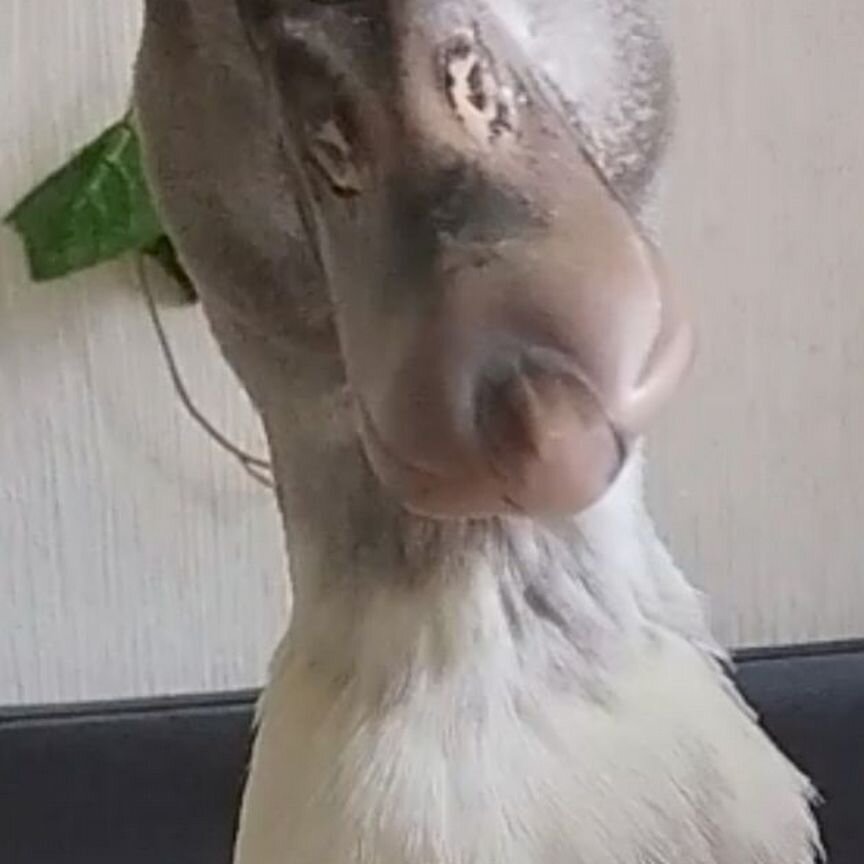 Уточка Мулард