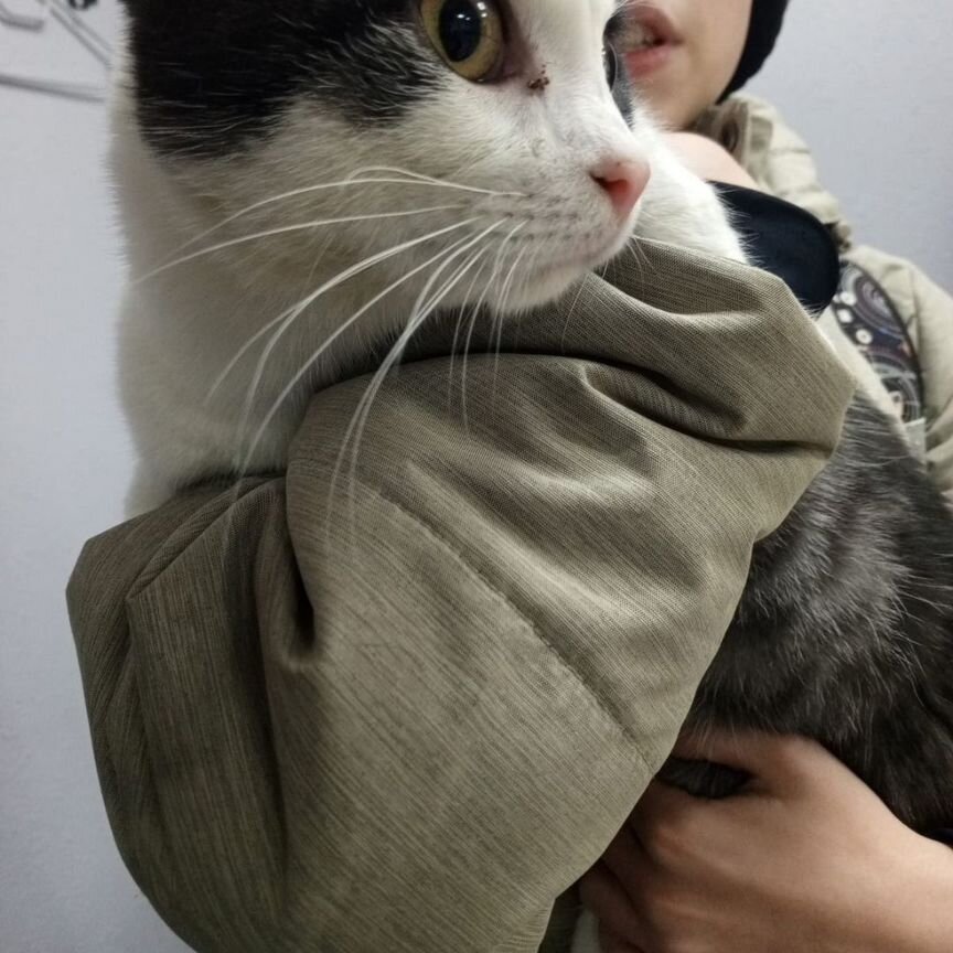 Кот найденный на ул. Куйбышева