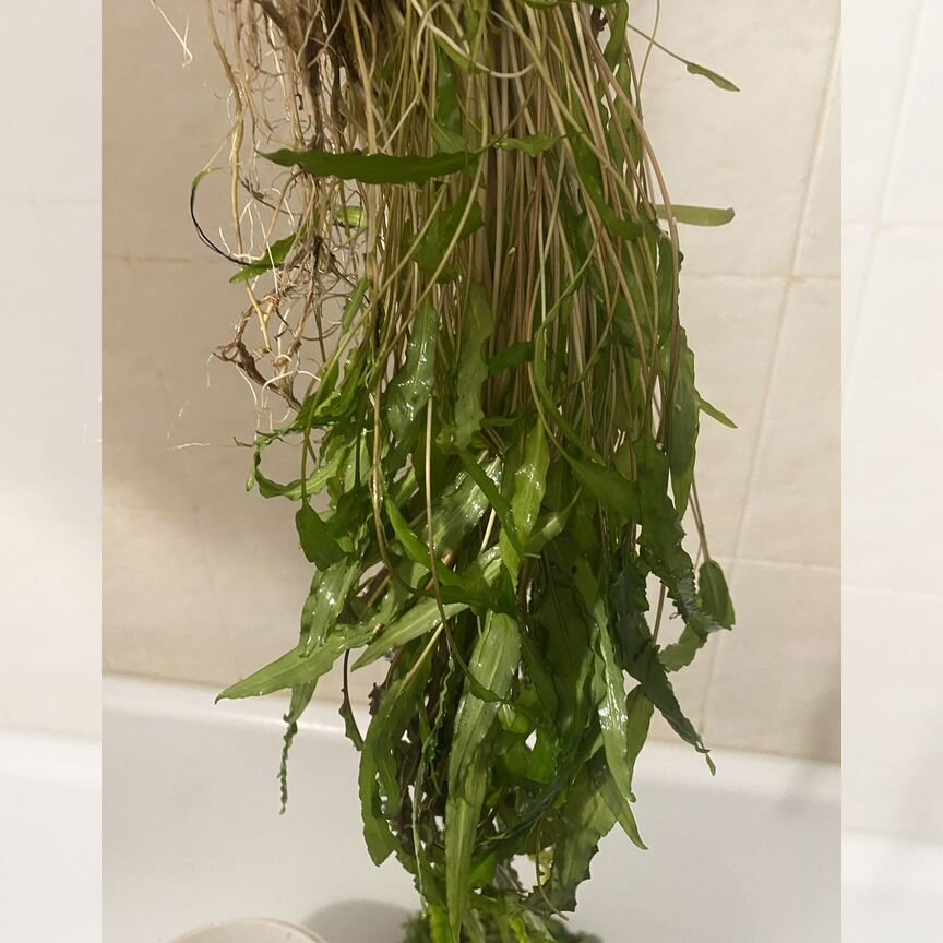 Аквариумное растение