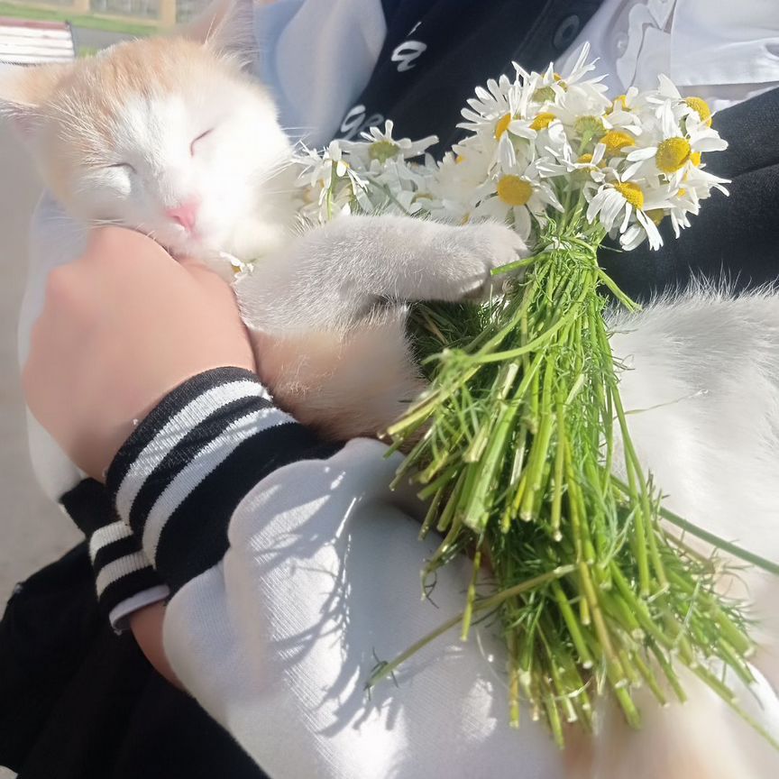 Котенок Персик. 5 месяцев