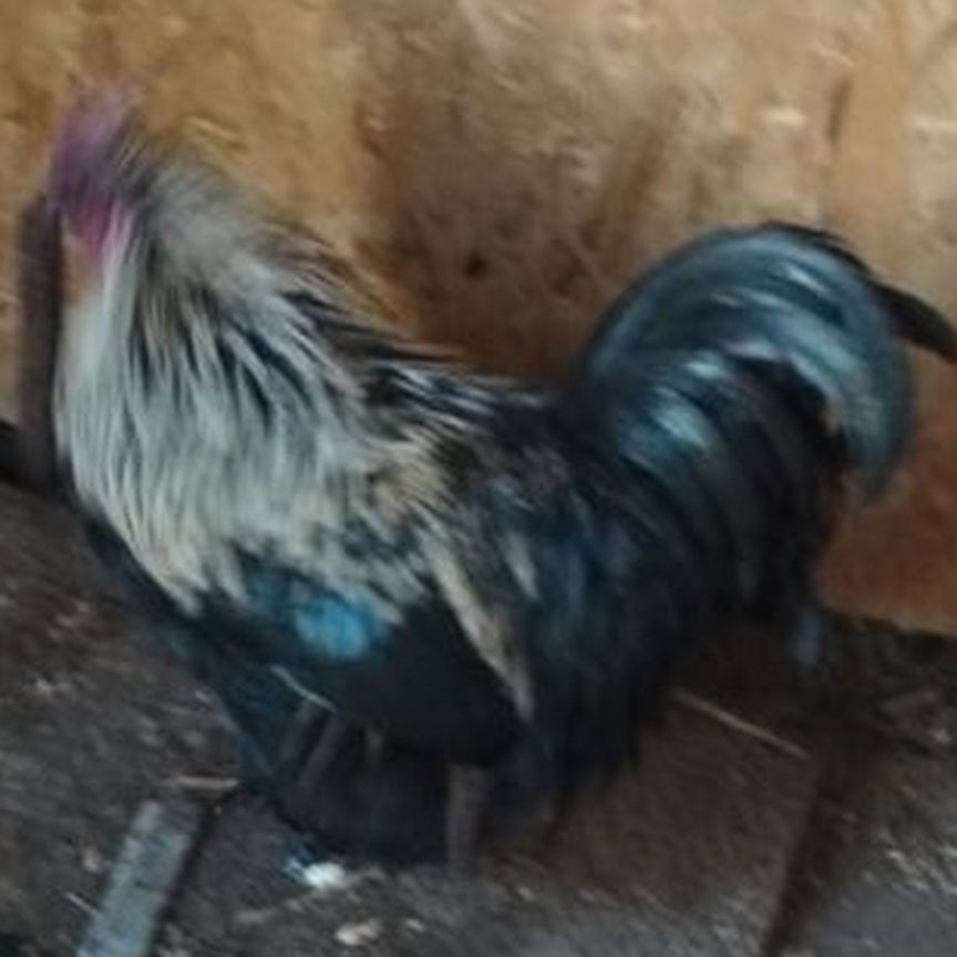 Продам петушков карликовые