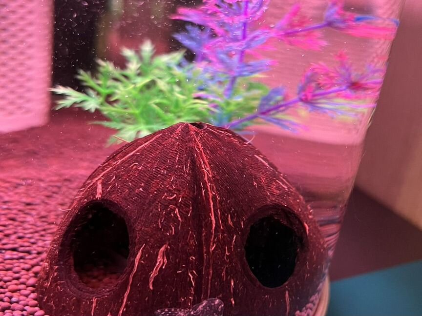 Сомики анциструс 2 шт и гуппи