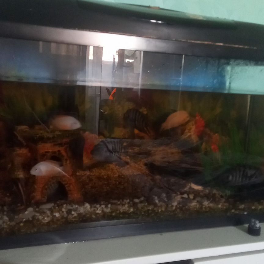 Отдаю рыб можно в месте с аквариумом