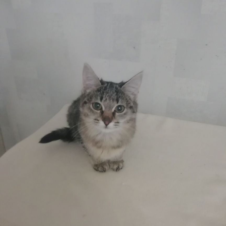 Трое забавных котят
