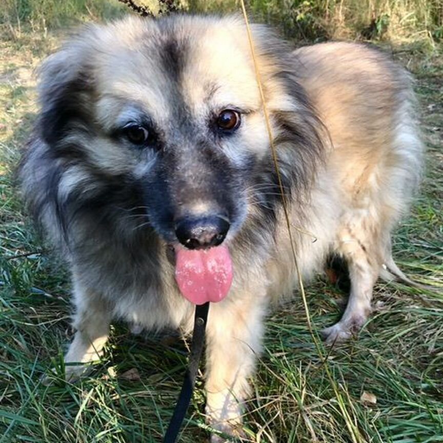 Нежный и скромный песик Пух ищет дом