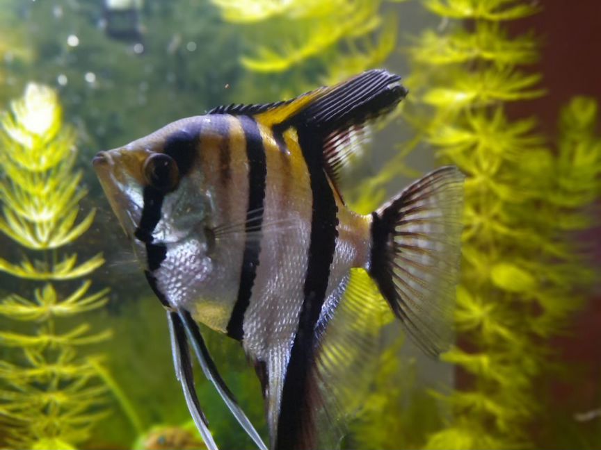 Аквариумные рыбки