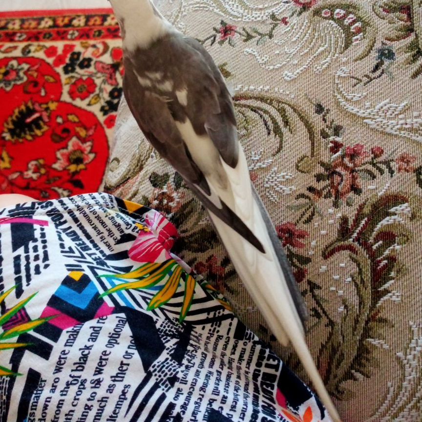 Корелла бесщекая