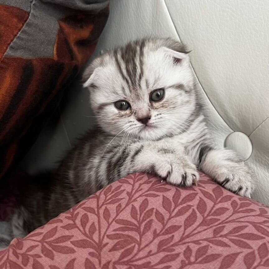 Шотландский вислоухий короткошёрстный котёнок