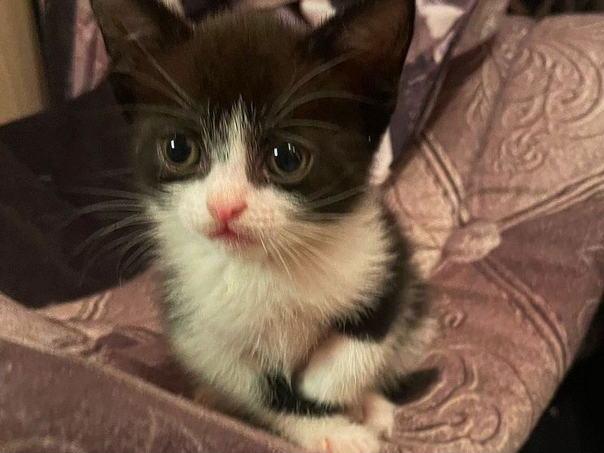Котенок Маратик ищет Дом