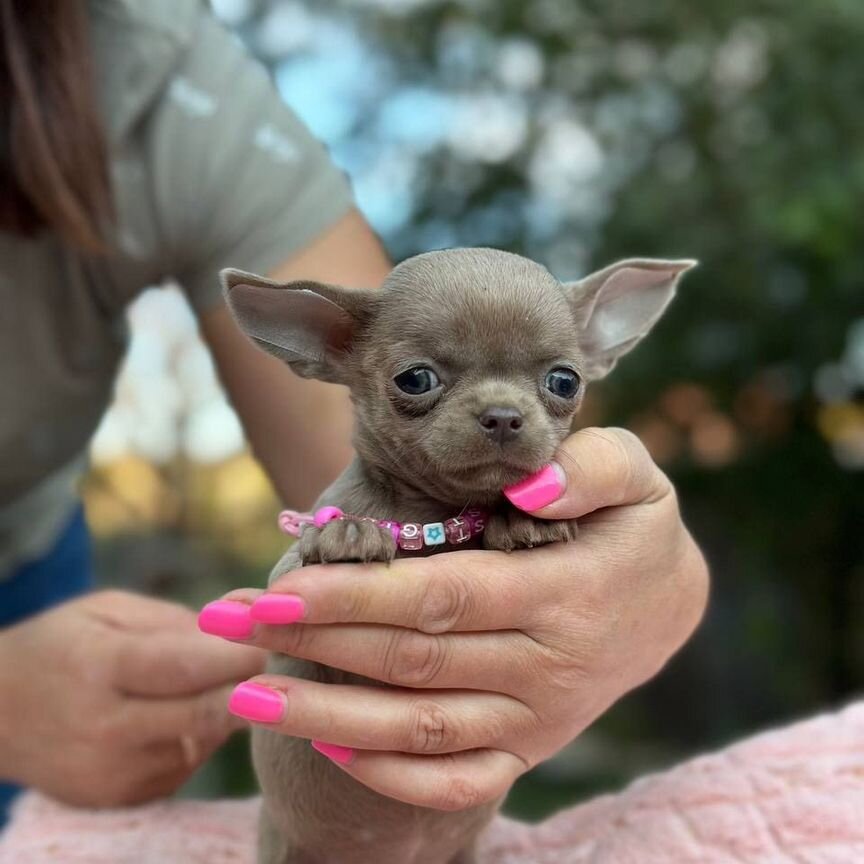 Чихуахуа мини девочки