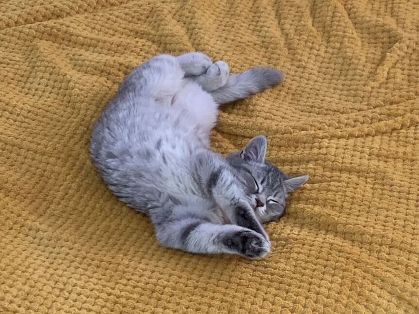 Кошка в дар