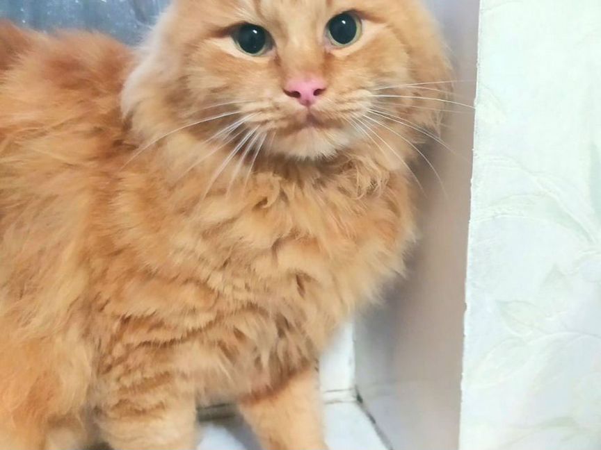 Кот Гарфилд в добрые руки