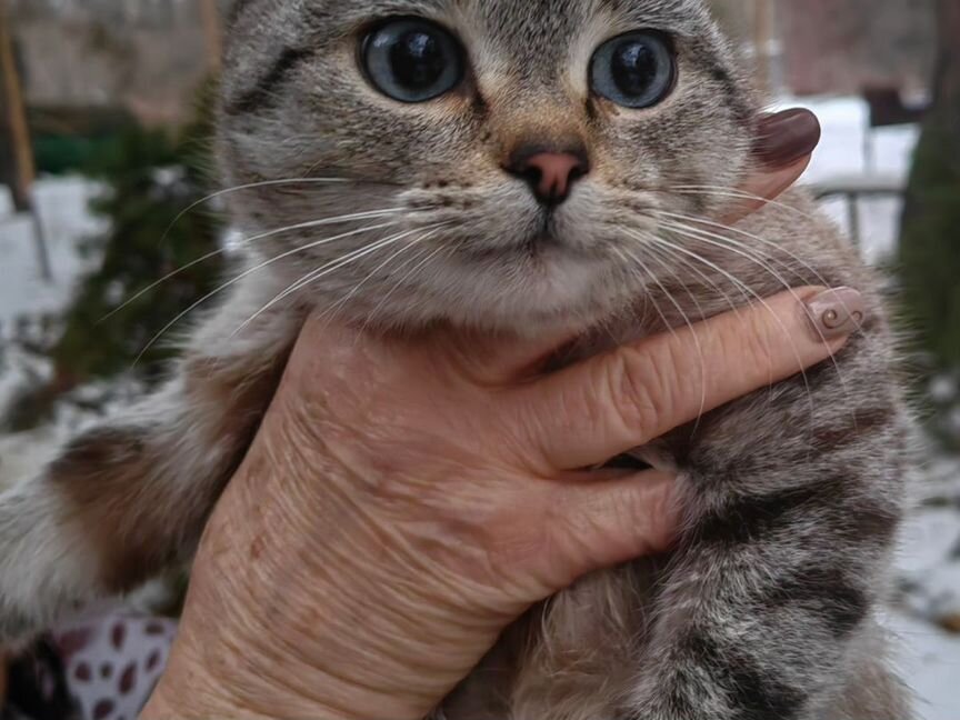 Кошка в дар бесплатно