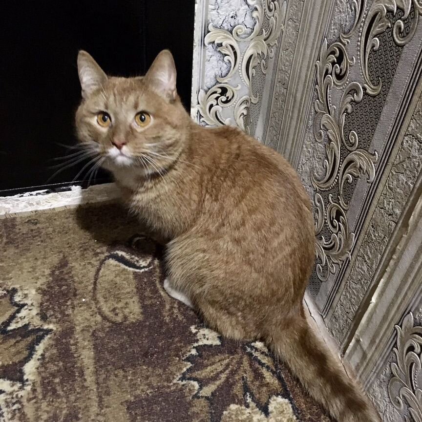 Найден рыжий кот